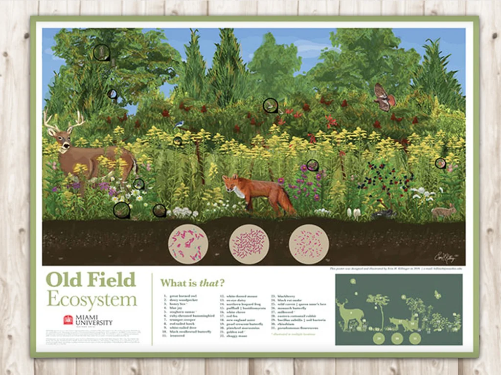 Ecosystem Poster Series — Erin Killinger