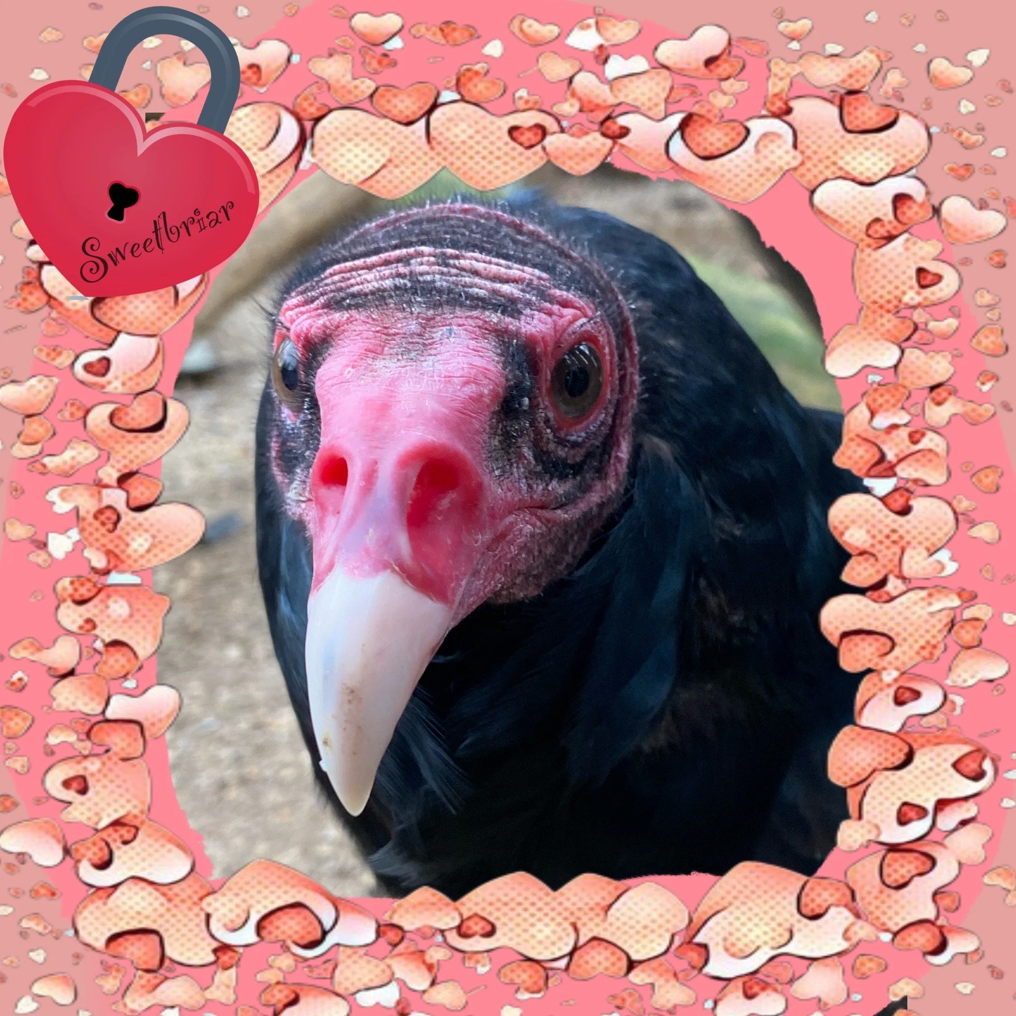 Fundraising — Sweetbriar Nature Center