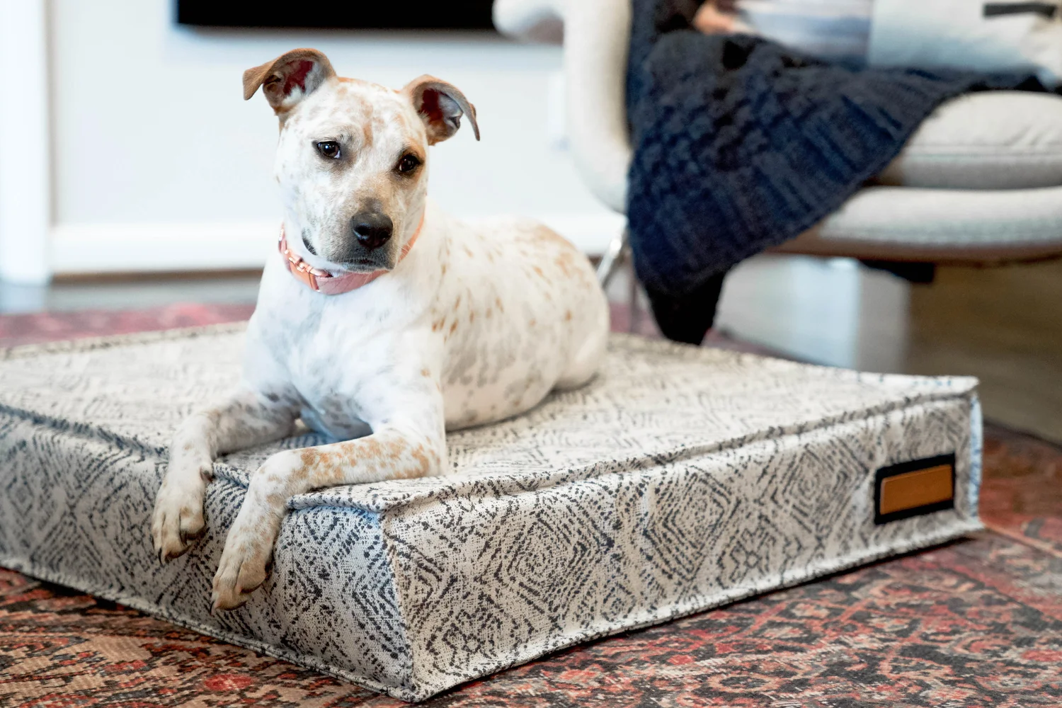 Shop Designer Dog Beds | The Houndry — The Houndry
