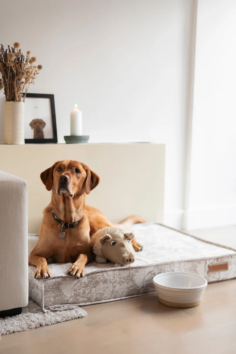 Shop Designer Dog Beds | The Houndry — The Houndry