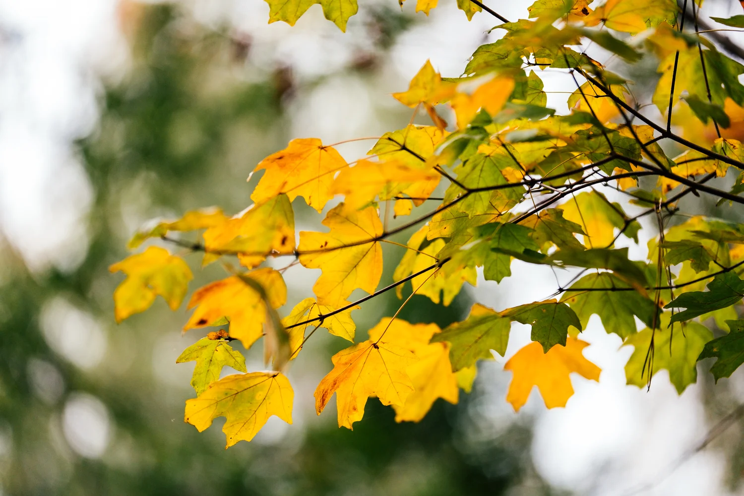 Springtree Park — Friends of Nature Parks