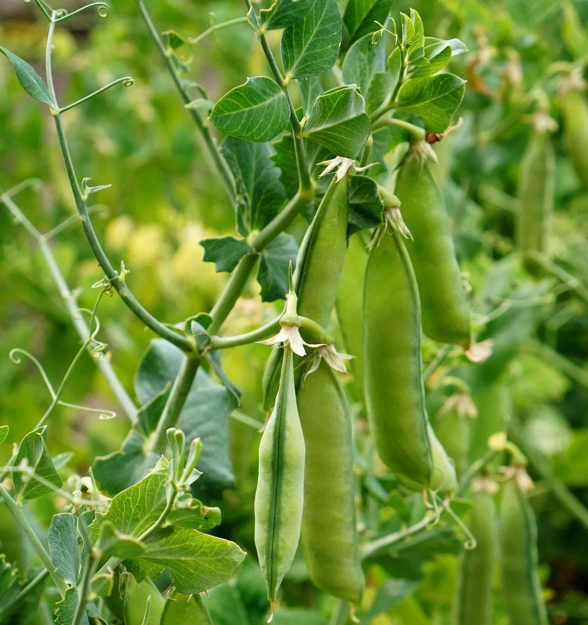 PRODUCTS — Friesen Seeds