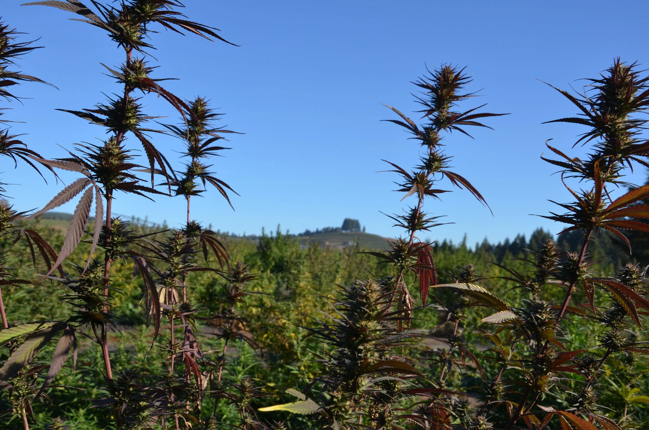 About — Trichome Farms