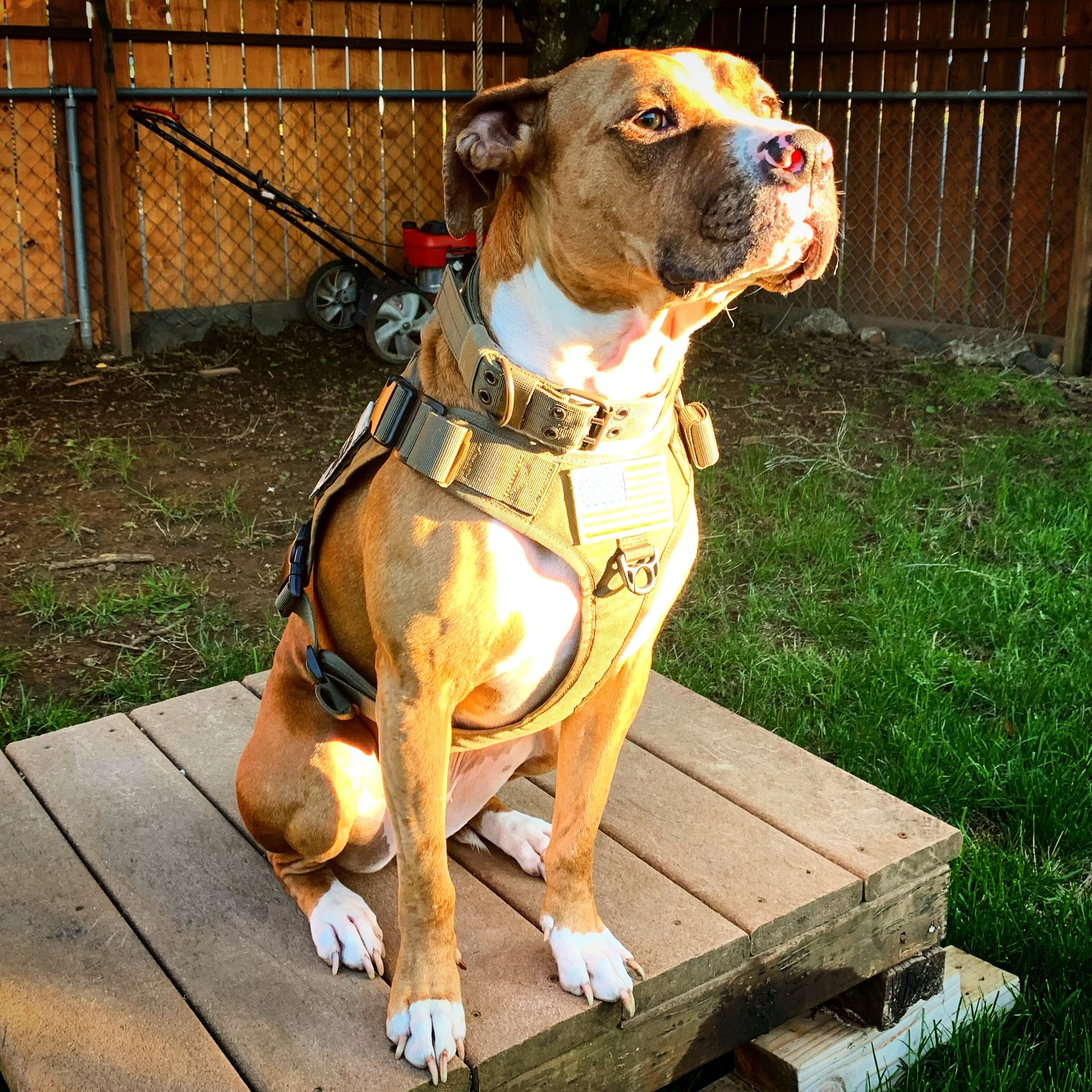 Providing dog training to Veterans | K9K