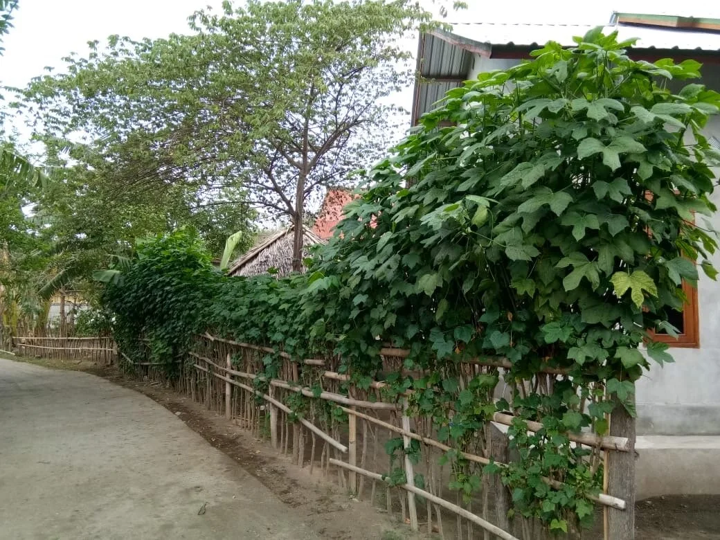 Education on the Chaya Plant — ACCESS LIFE INTERNATIONAL