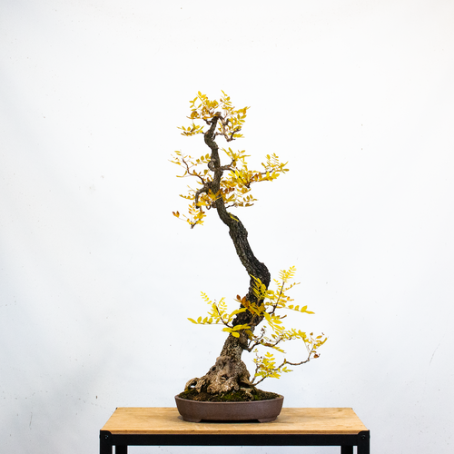 Trees — Online Store — Tree Makers Design