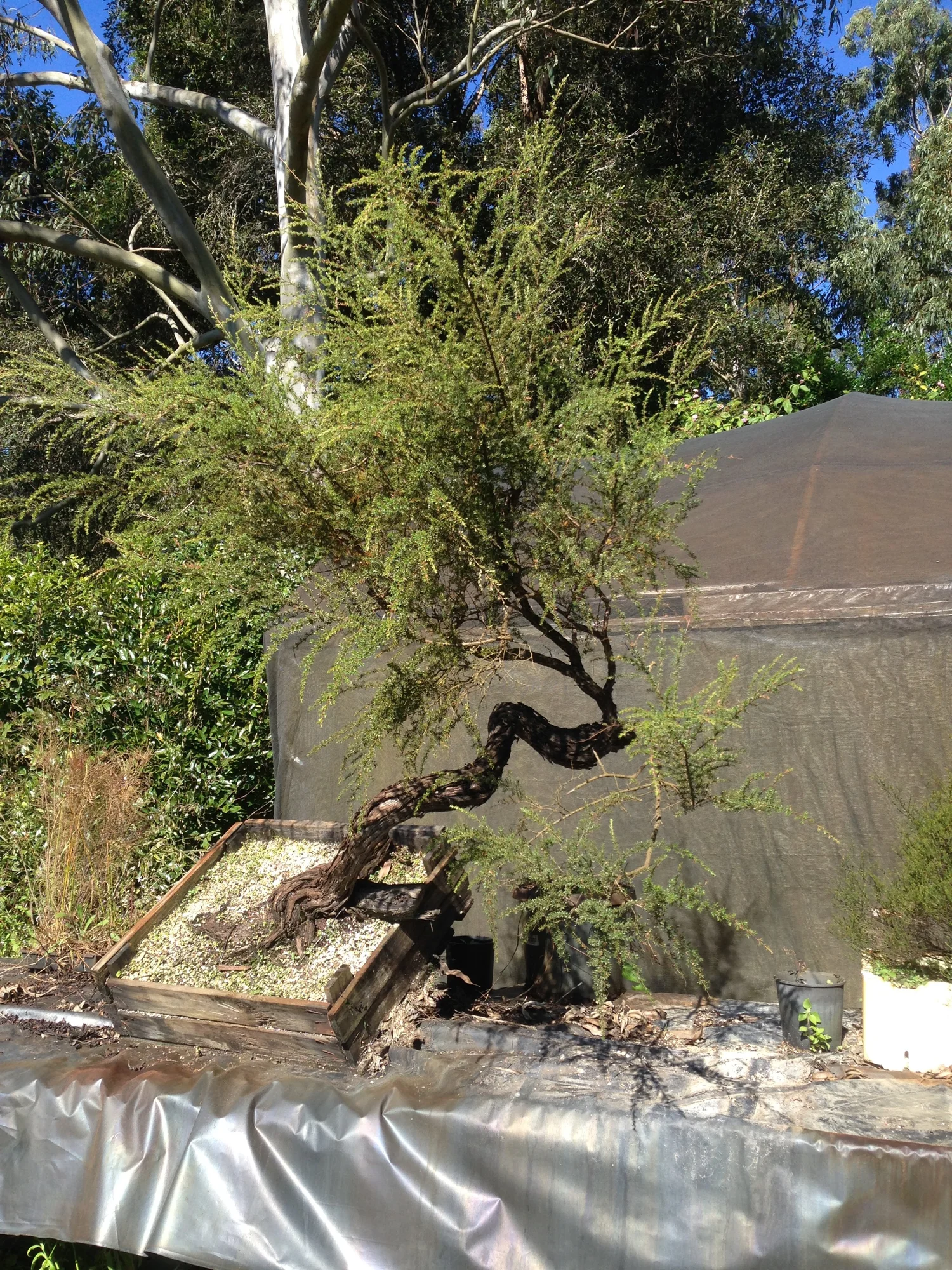 White kunzea No.3 — Tree Makers Bonsai Studio