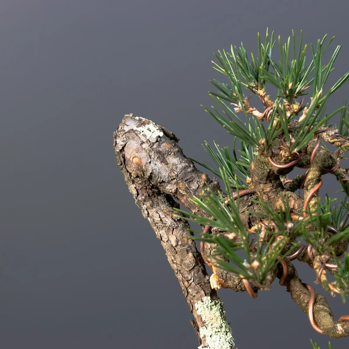 Online Store — Tree Makers Design