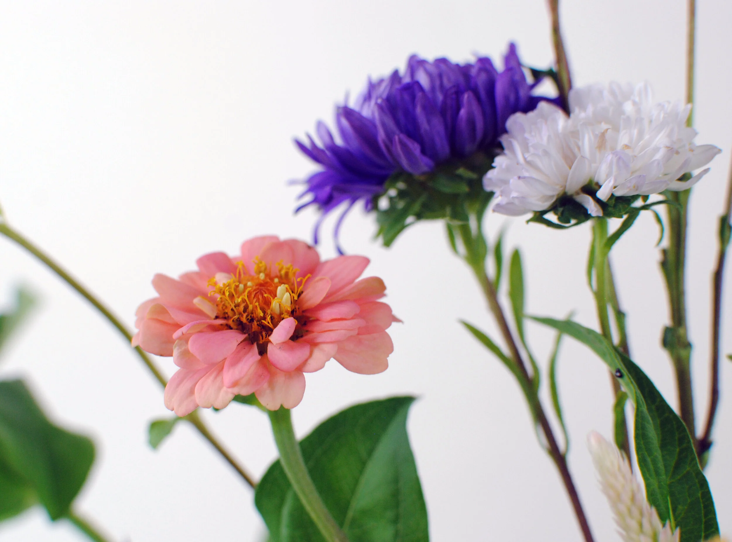 Christina D. Galagarza