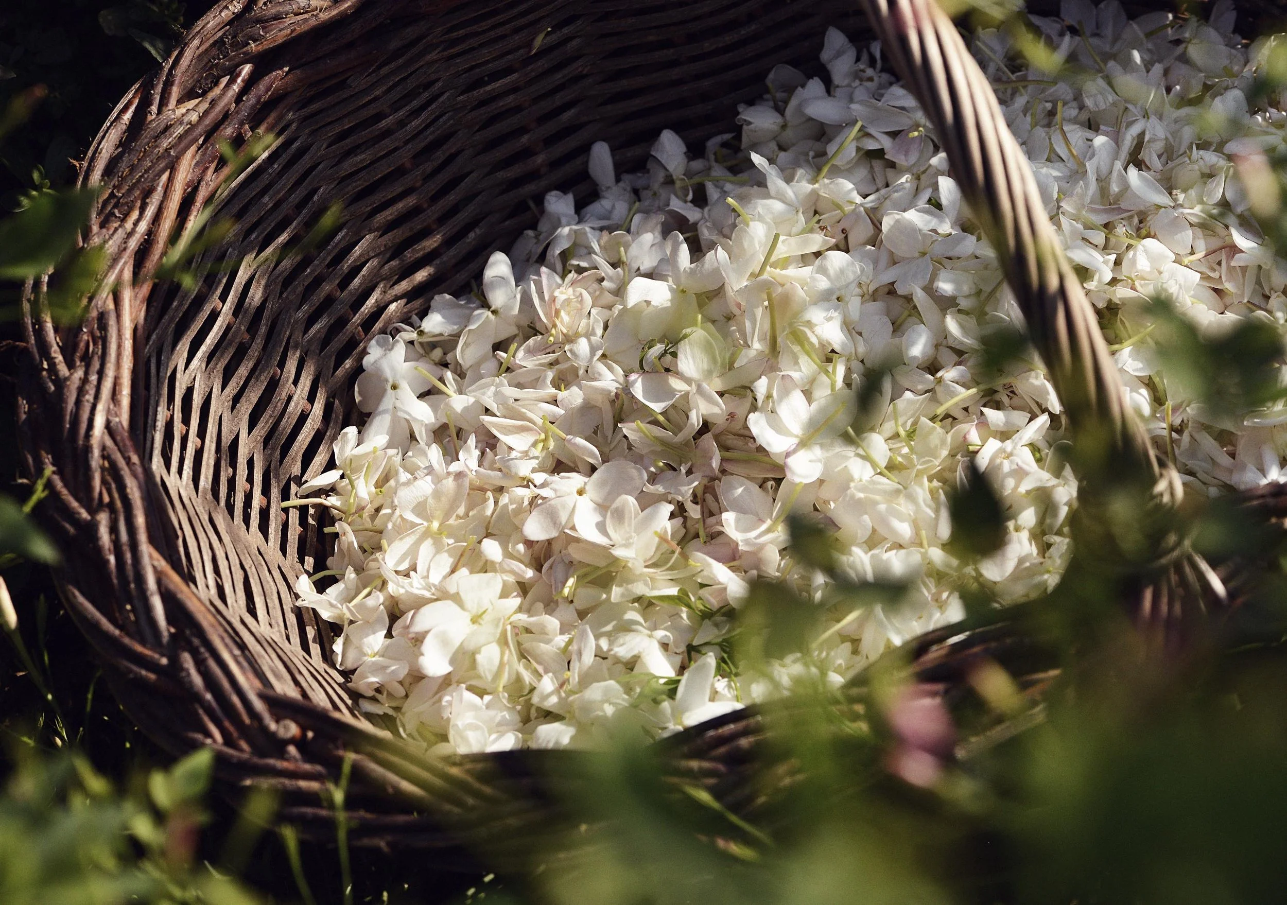 Jasmin Grandiflorum Bougie Parfumée Mariejeanne — Marie Jeanne Grasse