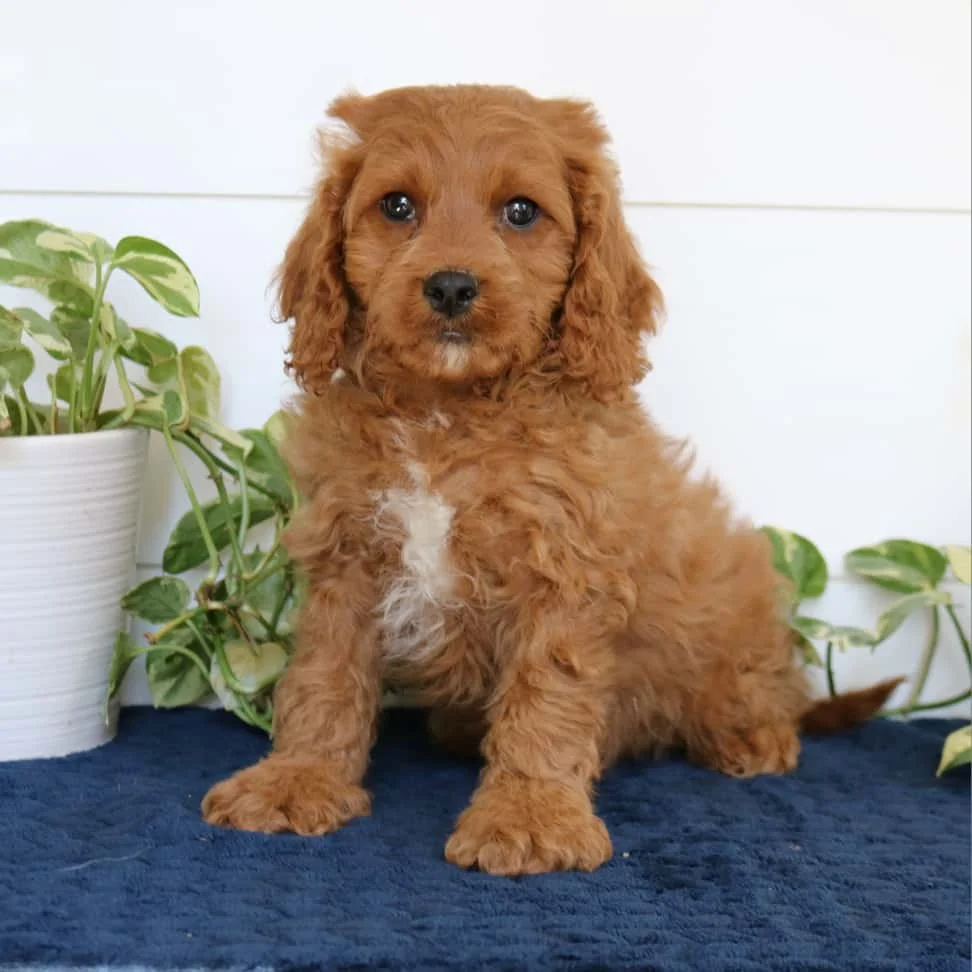 Cava Male 009 — Golden Star Doodles