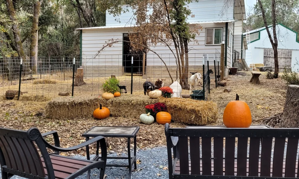Jollity Farm Goat Dairy
