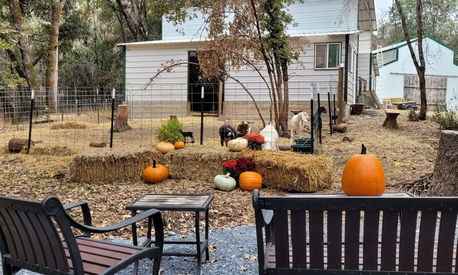 Jollity Farm Goat Dairy