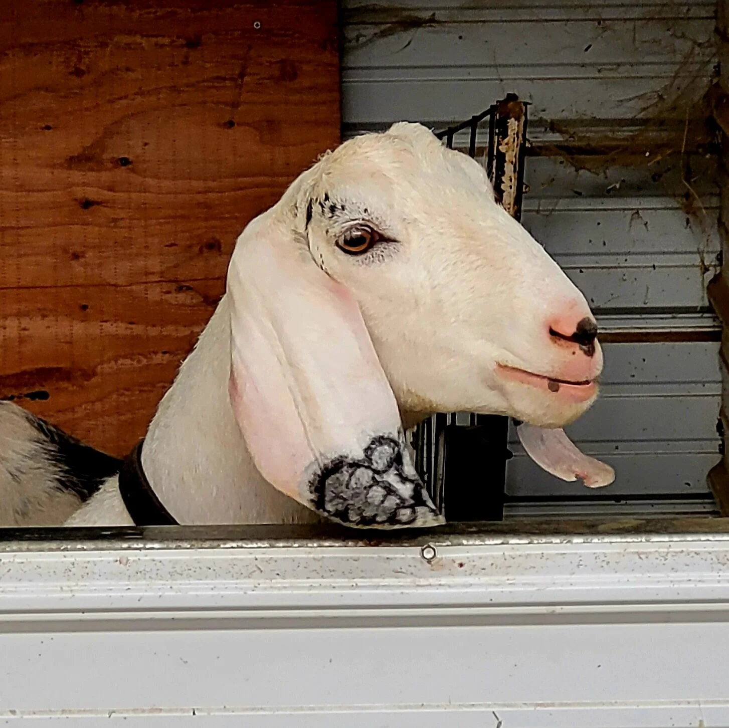 Jollity Farm Goat Dairy