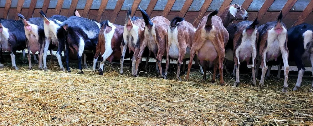 Jollity Farm Goats | Registered ADGA & TMGR Dairy Goats in Garden ...