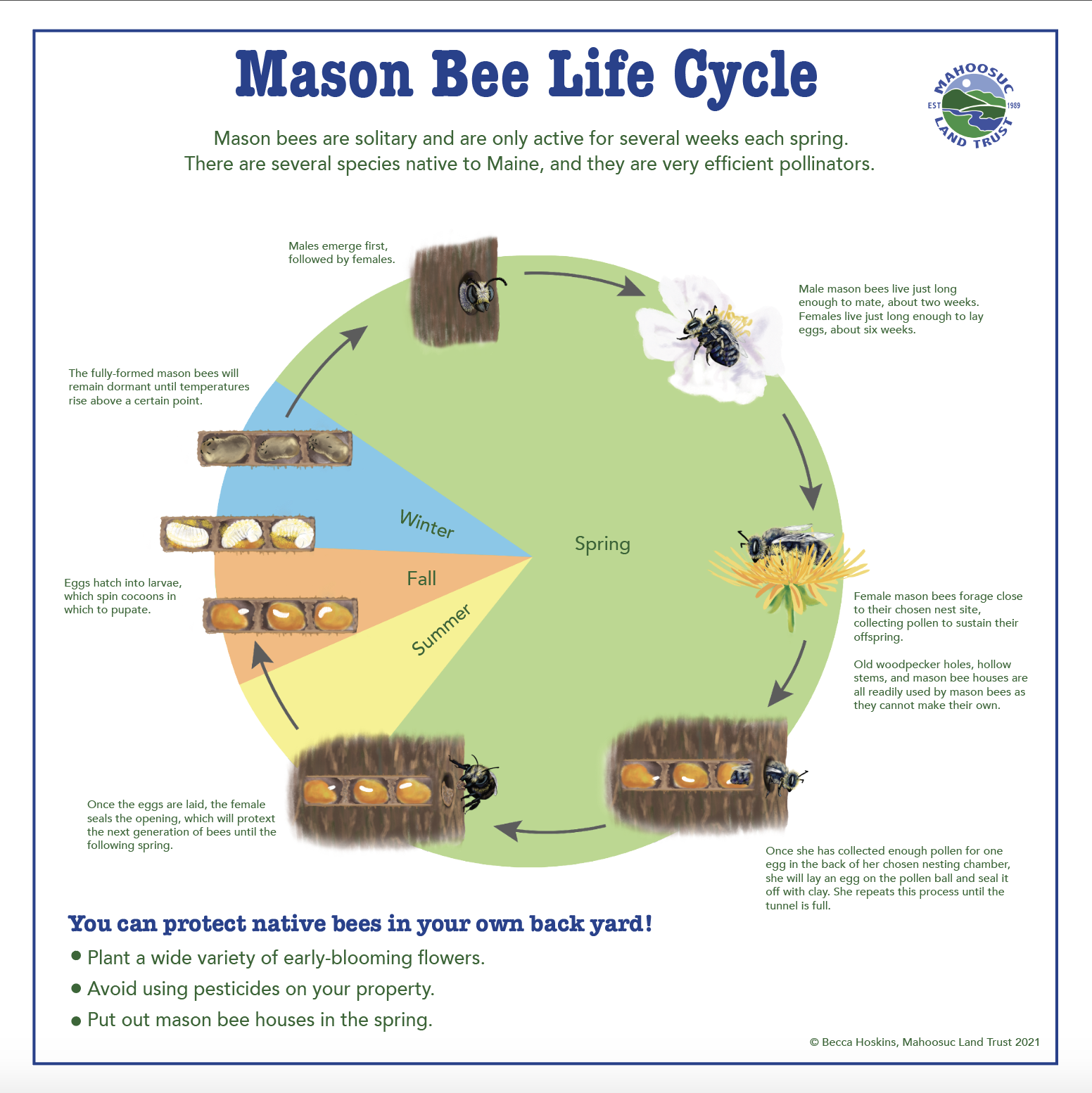 Science Illustration & Design