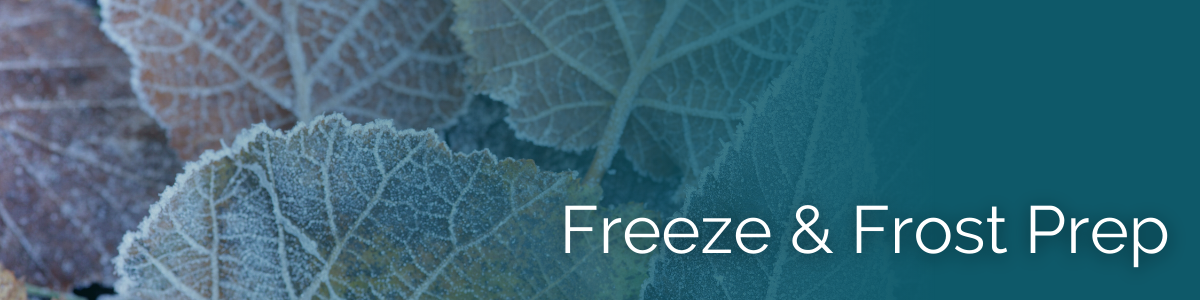 FREEZE PREP — Plant Atlanta