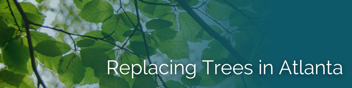 Tree Information — Plant Atlanta