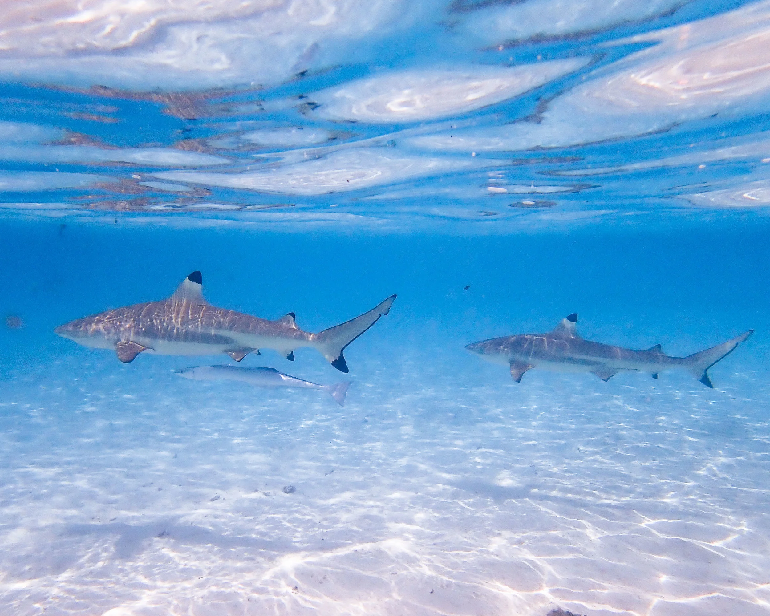 French Polynesia — Those Who Wander