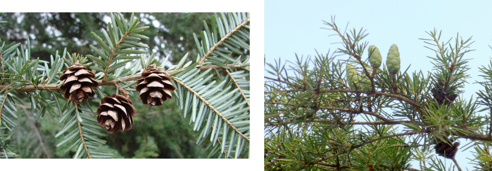 Notes on Gymnosperm Phylogeny — Tree First