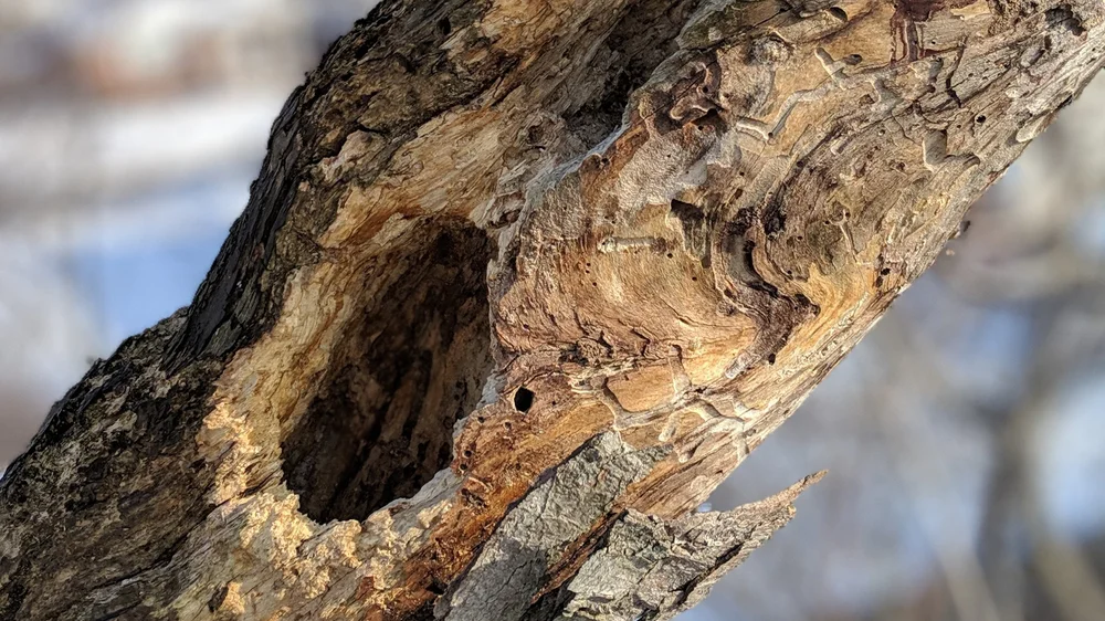 A new look at tree removal — Tree First