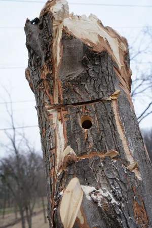 A new look at tree removal — Tree First
