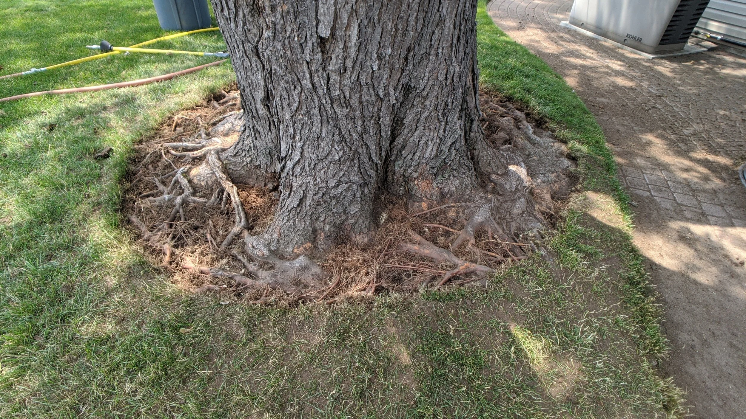 Why Do Trees Form Girdling Roots — Tree First