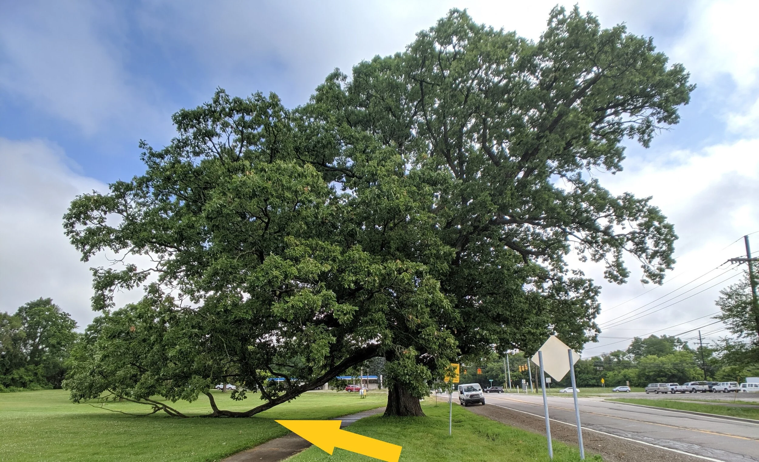 Why do trees form girdling roots? — Tree First