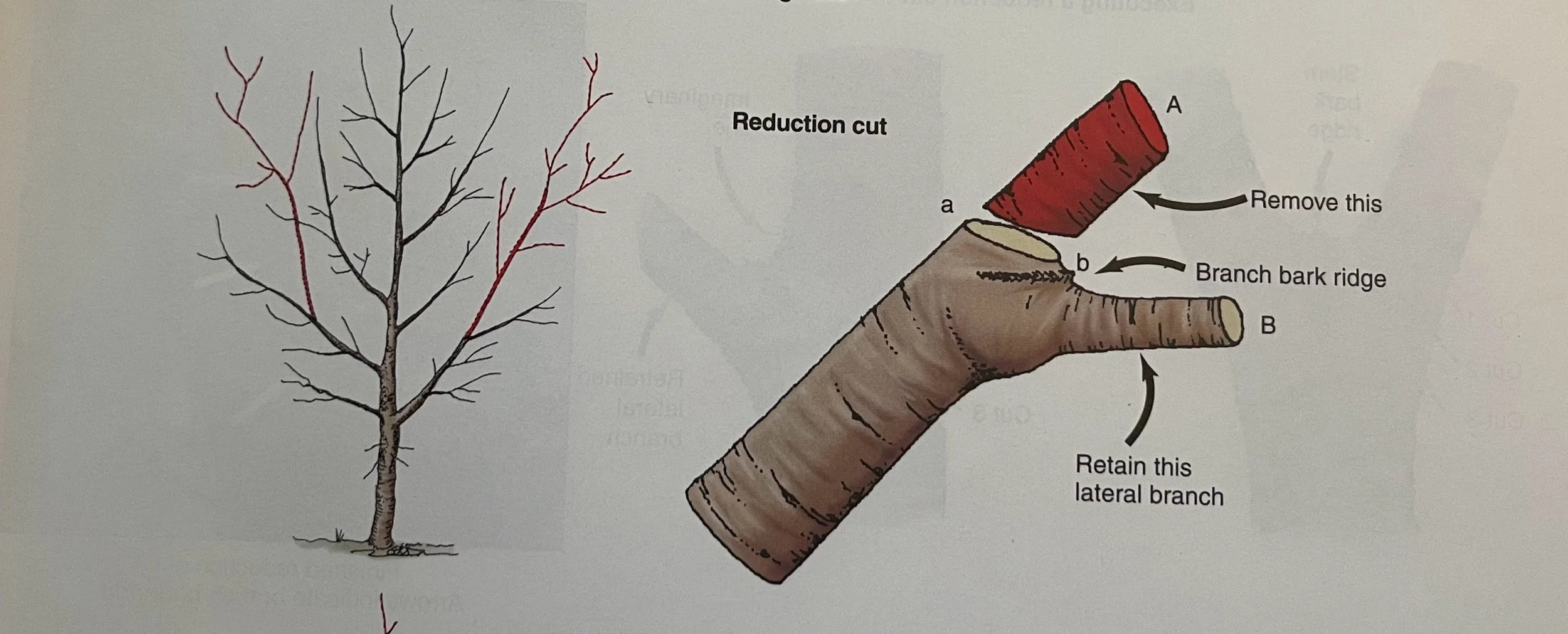 Where to put Decay in Trees — Tree First