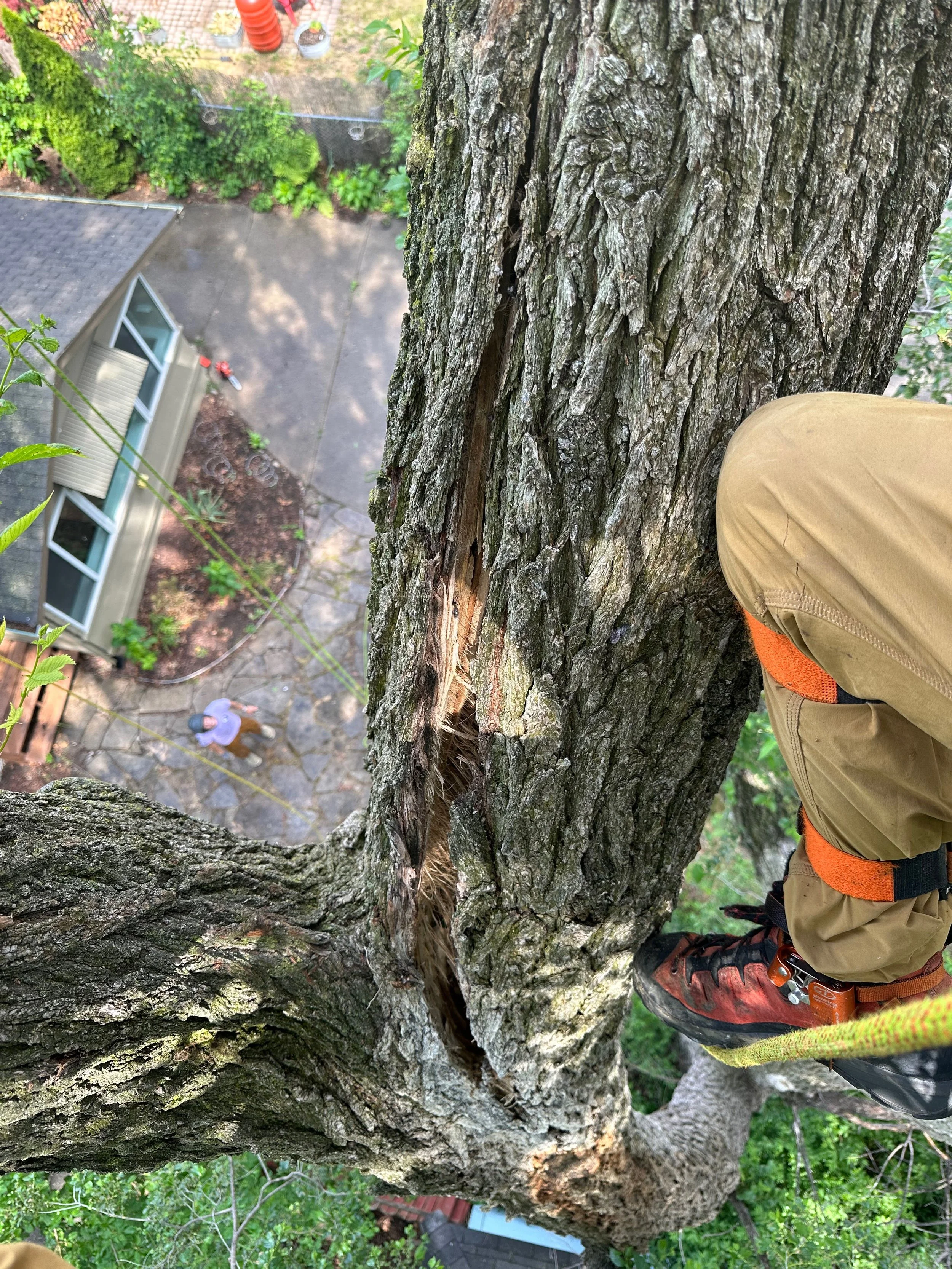 Better Language, Better Outcomes — Tree First