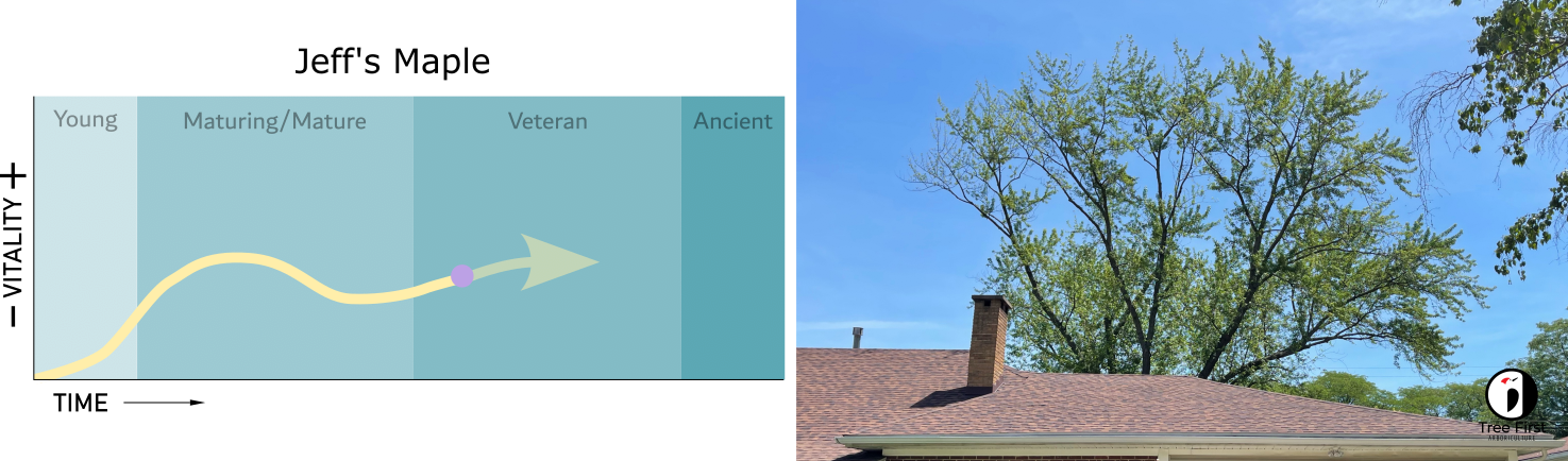 On Old Trees — Tree First
