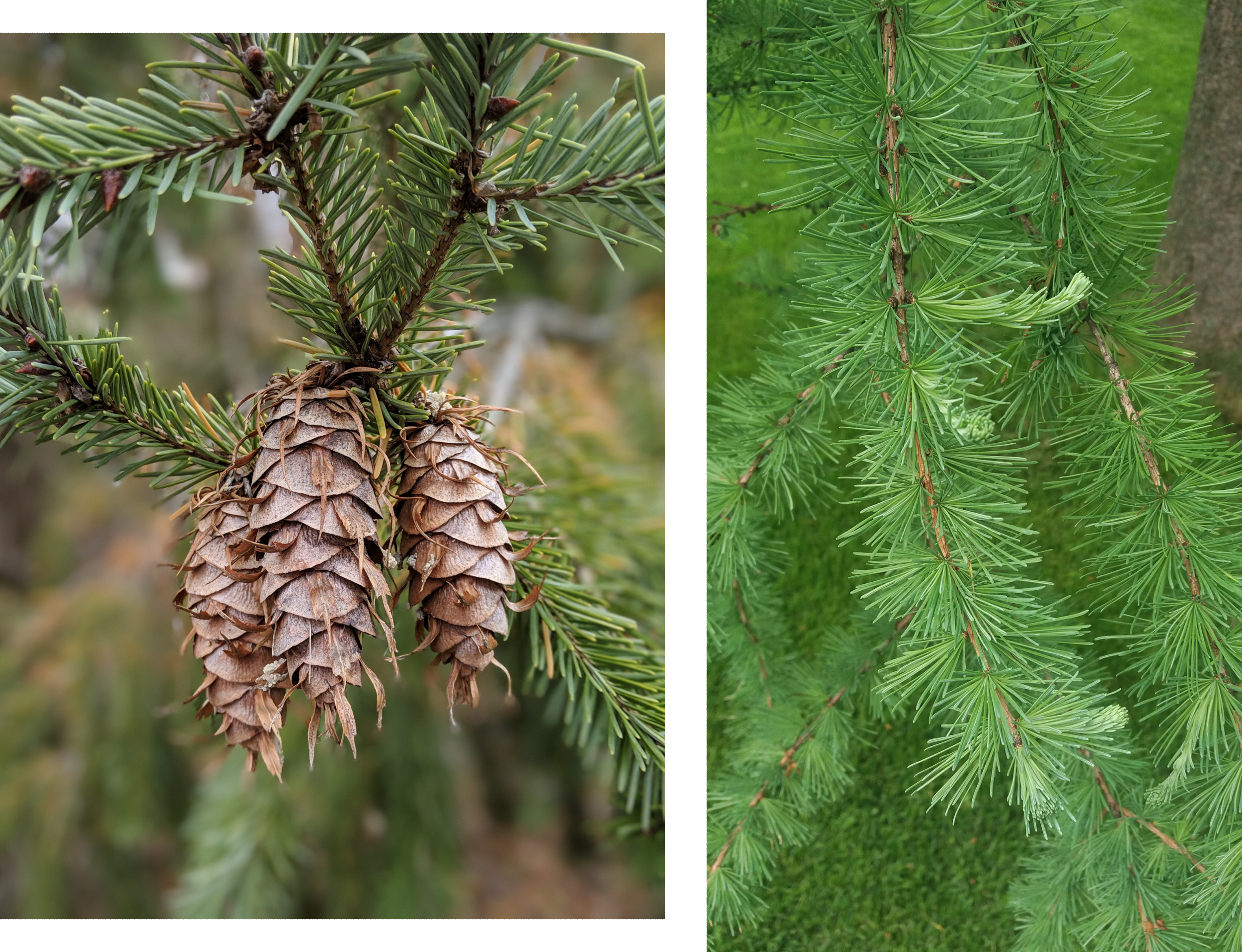 Notes on Gymnosperm Phylogeny — Tree First