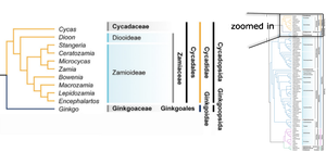 Notes on Gymnosperm Phylogeny — Tree First