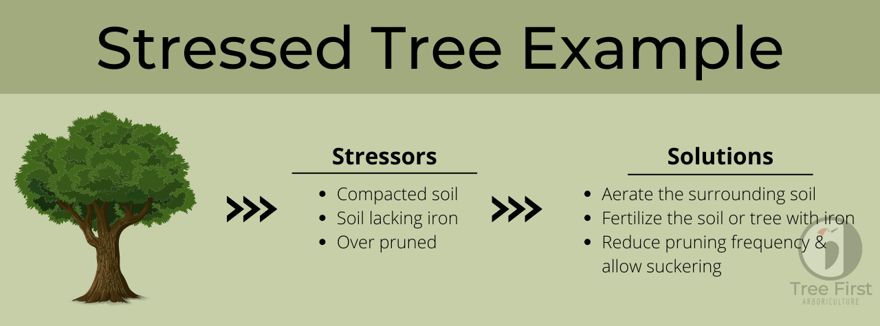 Tree Health & Disease — Tree First