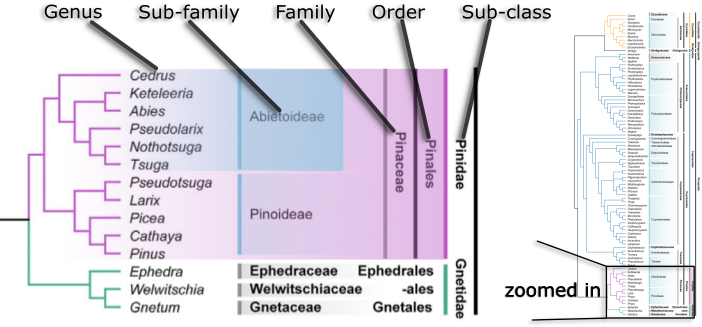 Notes on Gymnosperm Phylogeny — Tree First