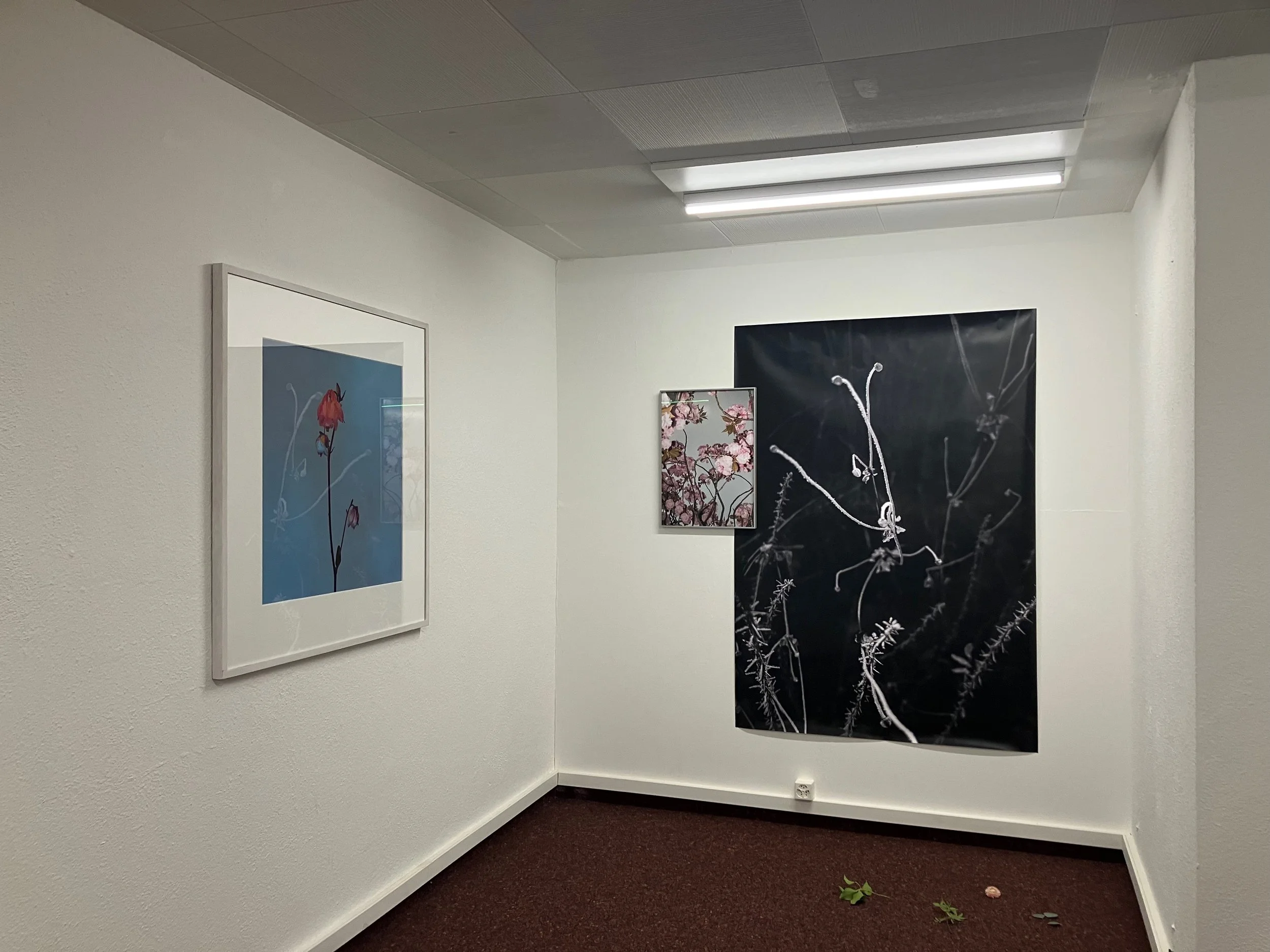 SECRET LIFE OF PLANTS (August 23 - 27, 2023) — nomadic art projects