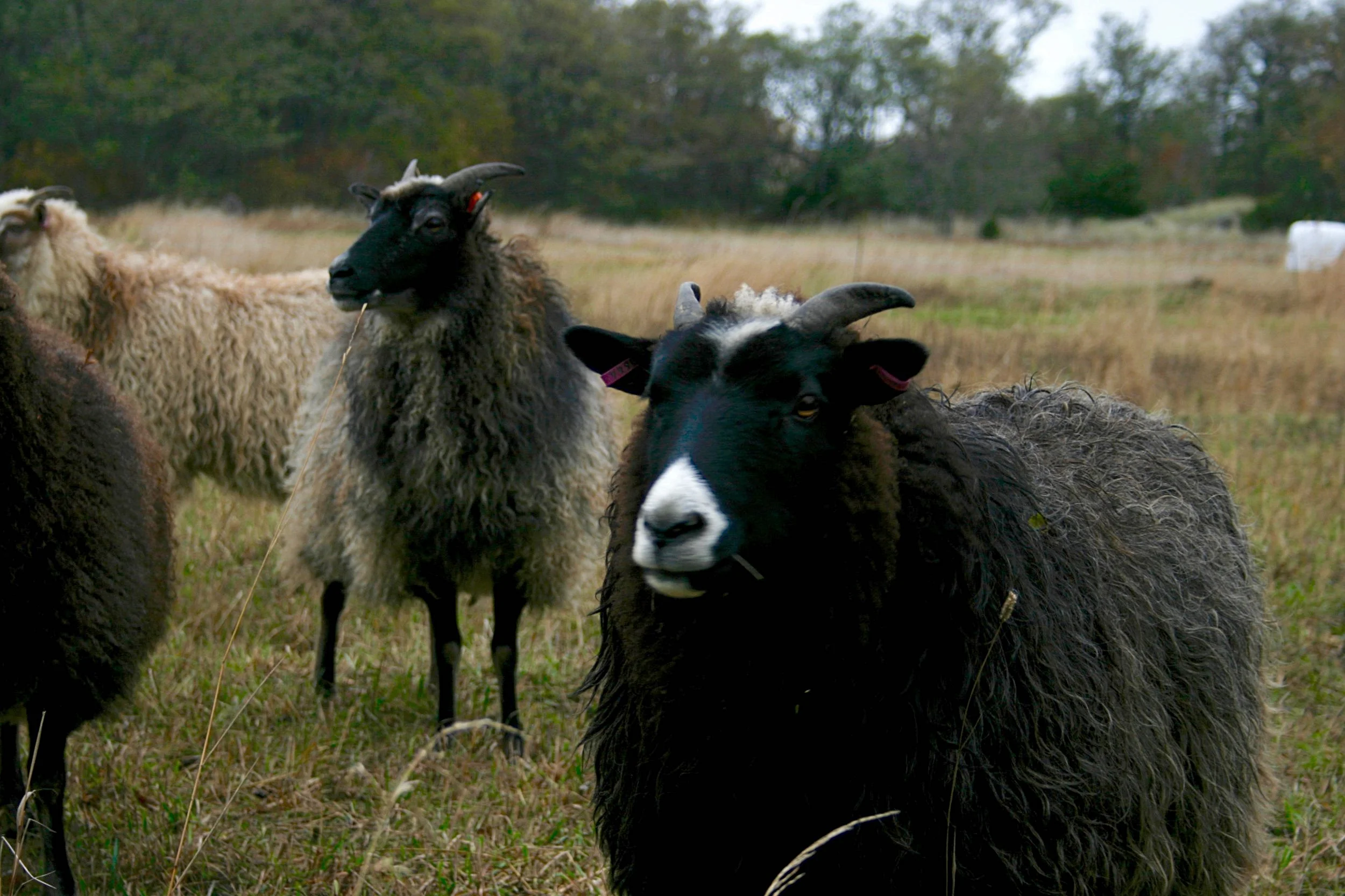 Our sheep — Antons