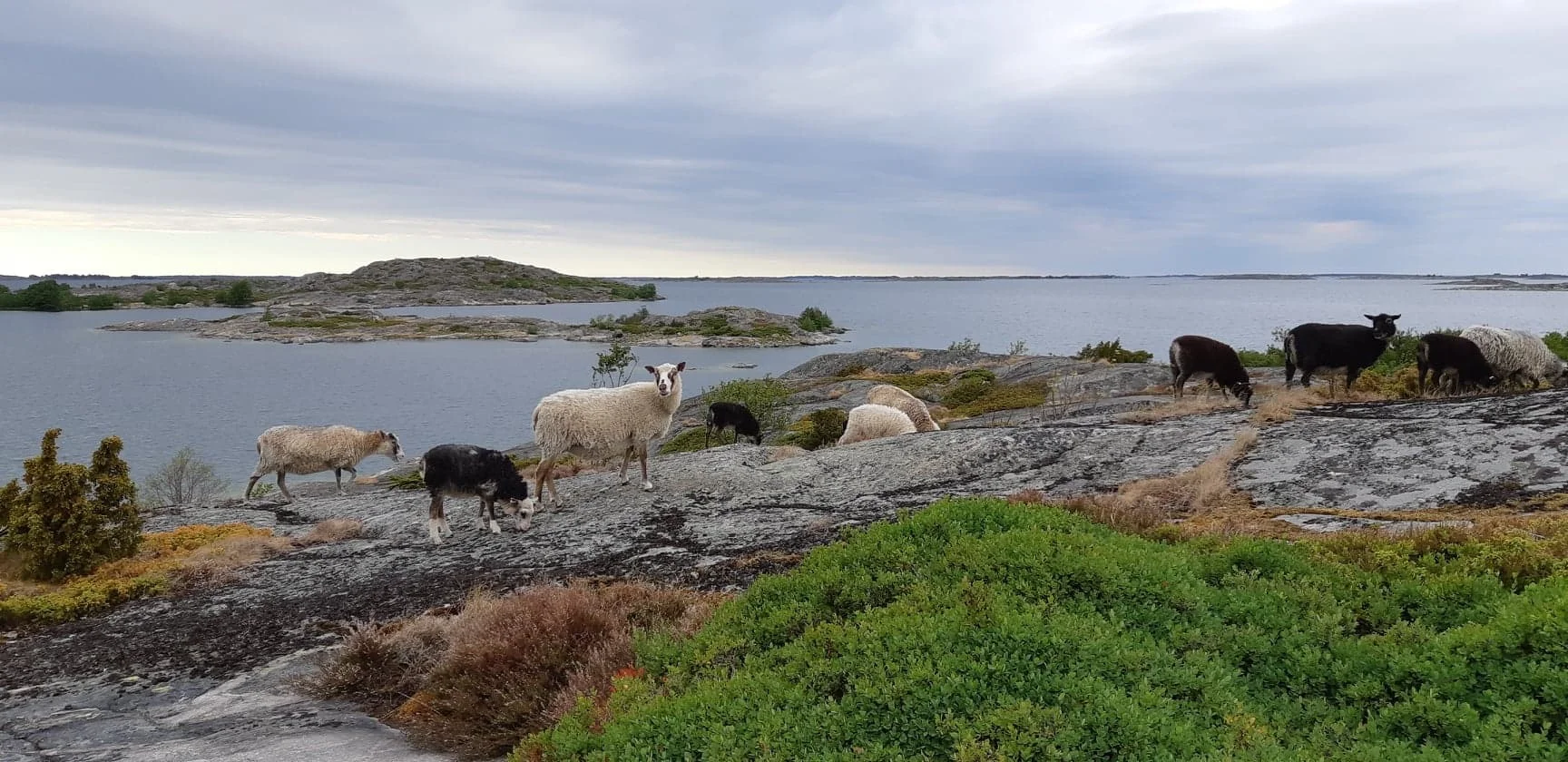 Our sheep — Antons