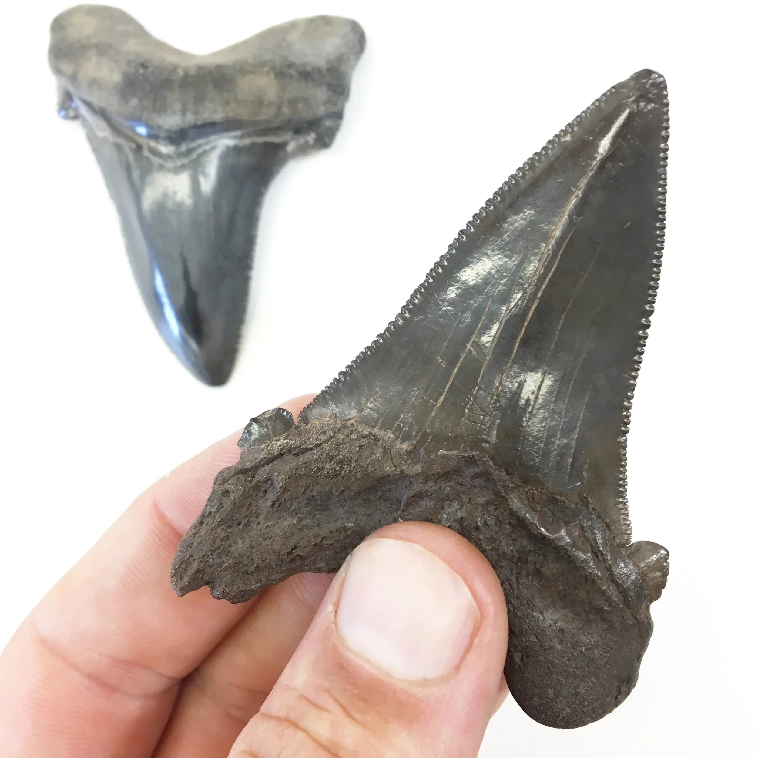 Fossil Record of Sharks — Living Sharks Museum