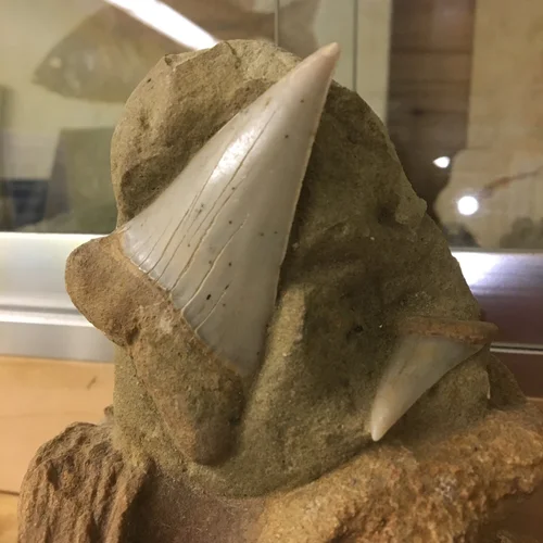 Fossil Record of Sharks — Living Sharks Museum