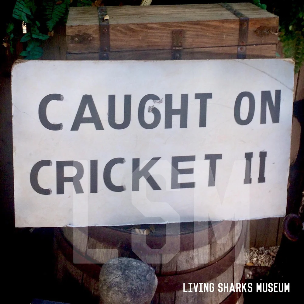 Frank Mundus Collection — Living Sharks Museum