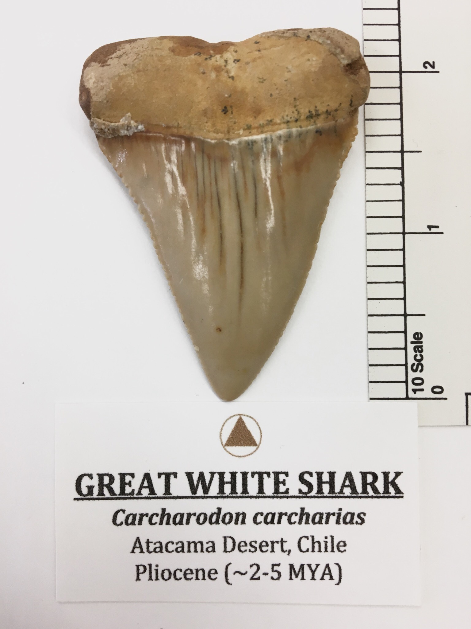 Fossil Record of Sharks — Living Sharks Museum