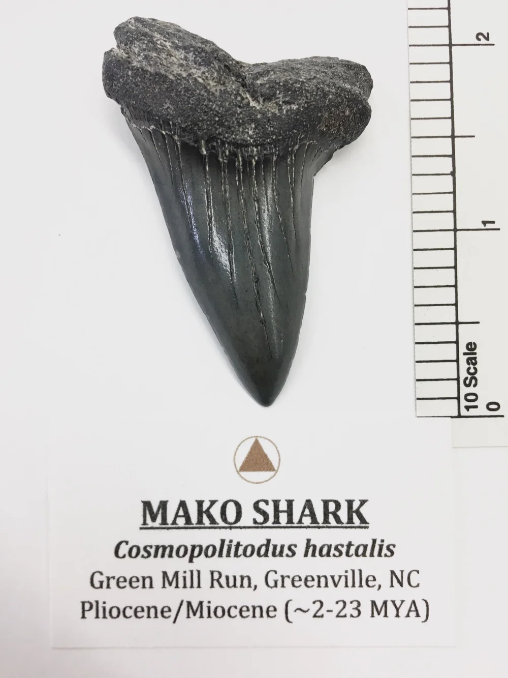 Fossil Record of Sharks — Living Sharks Museum