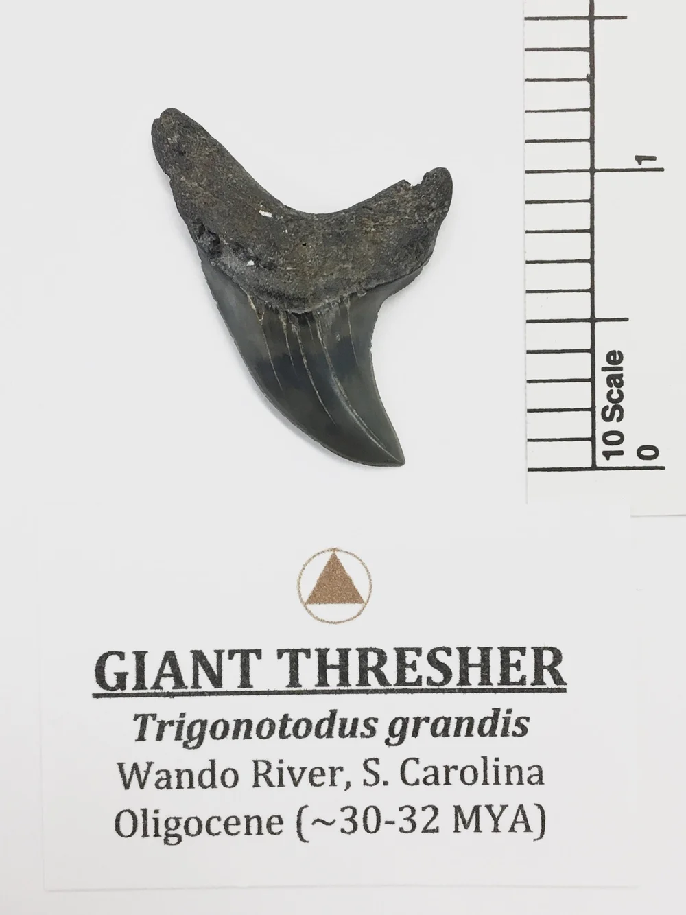 Fossil Record of Sharks — Living Sharks Museum