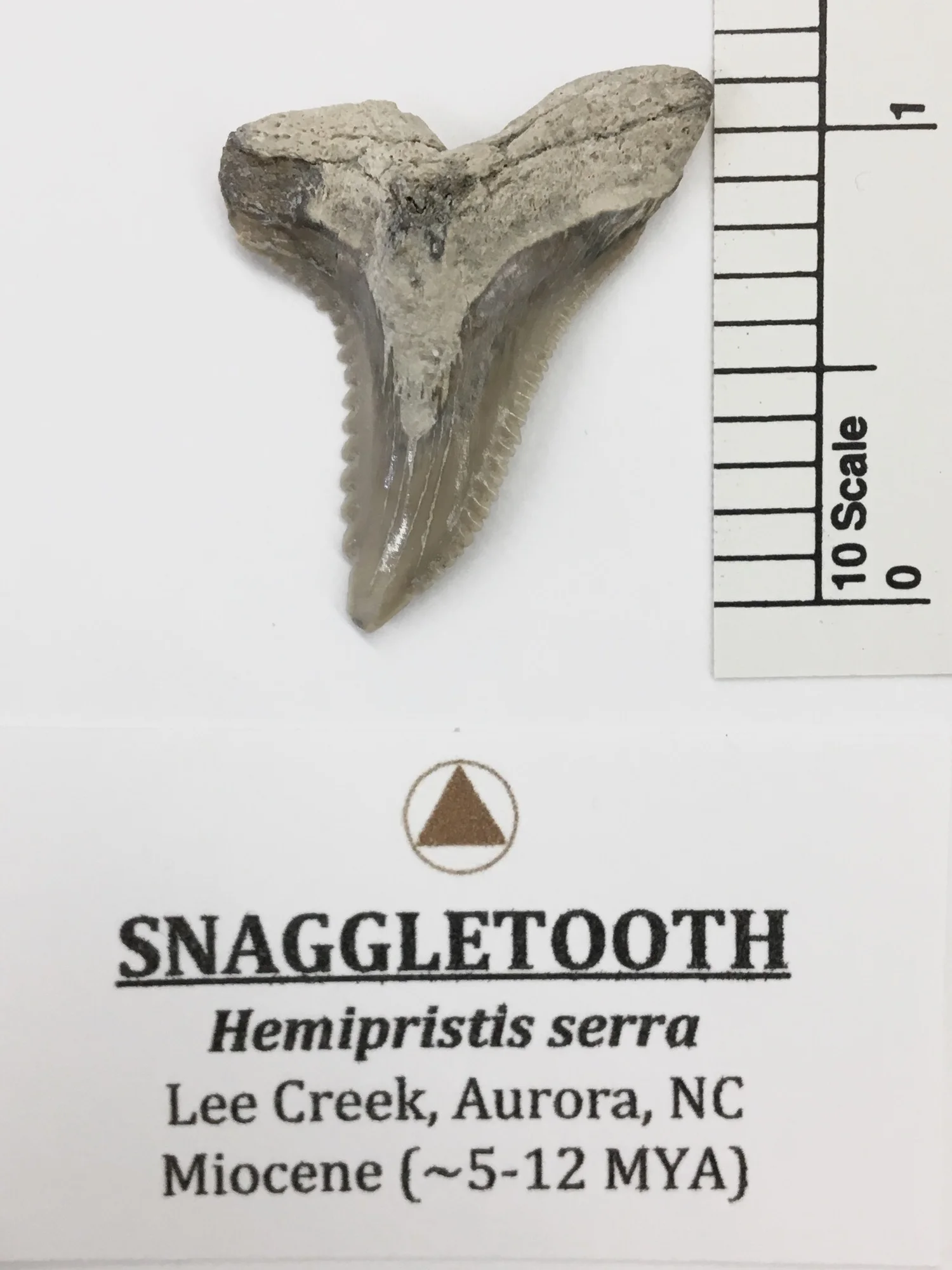 Fossil Record of Sharks — Living Sharks Museum