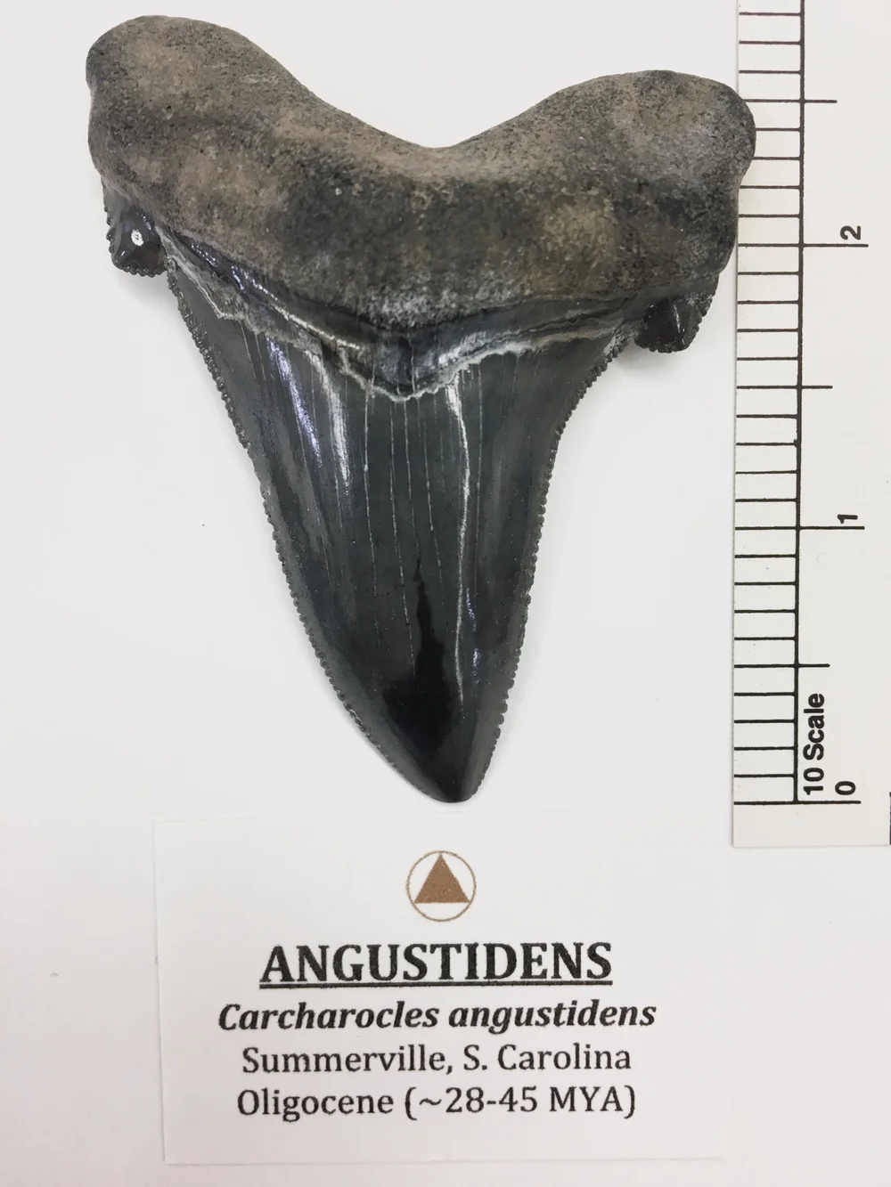Fossil Record of Sharks — Living Sharks Museum