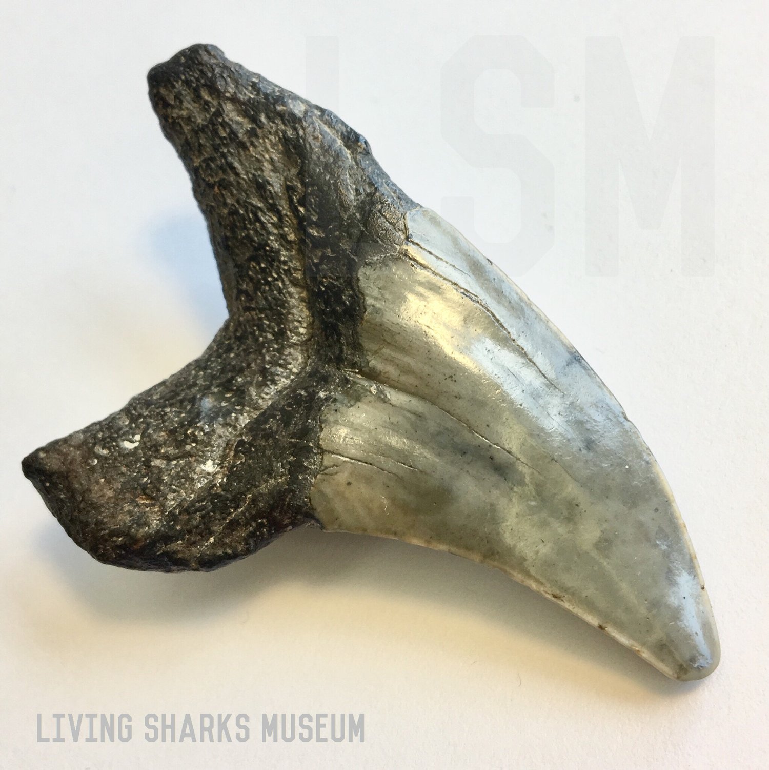 Exhibitions — Living Sharks Museum