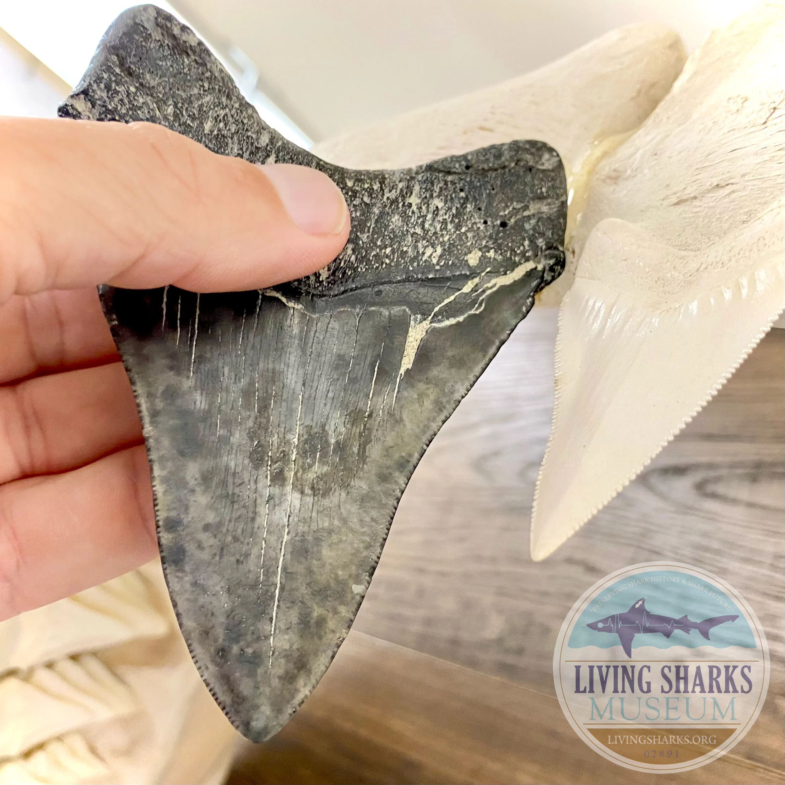 Shark Biology — Living Sharks Museum