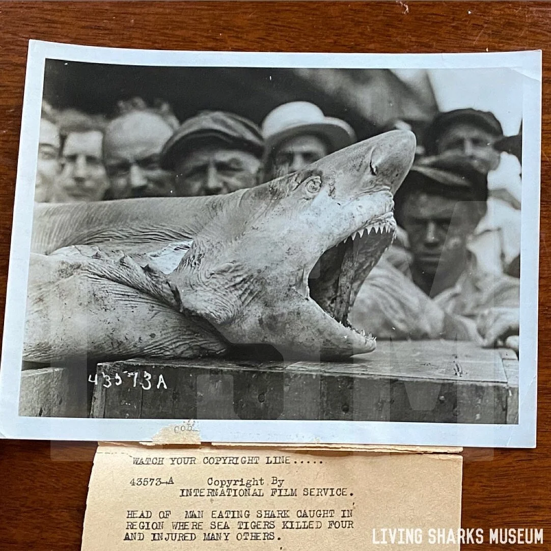 Shark Incidents — Living Sharks Museum