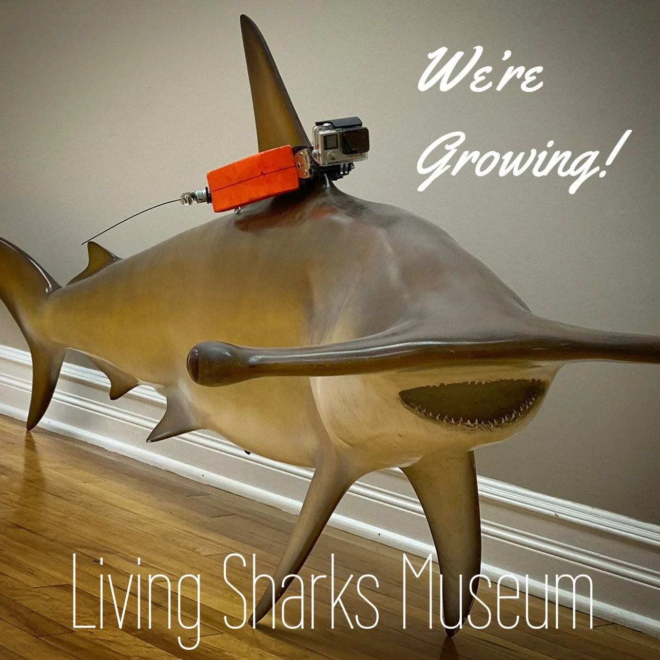Living Sharks Museum